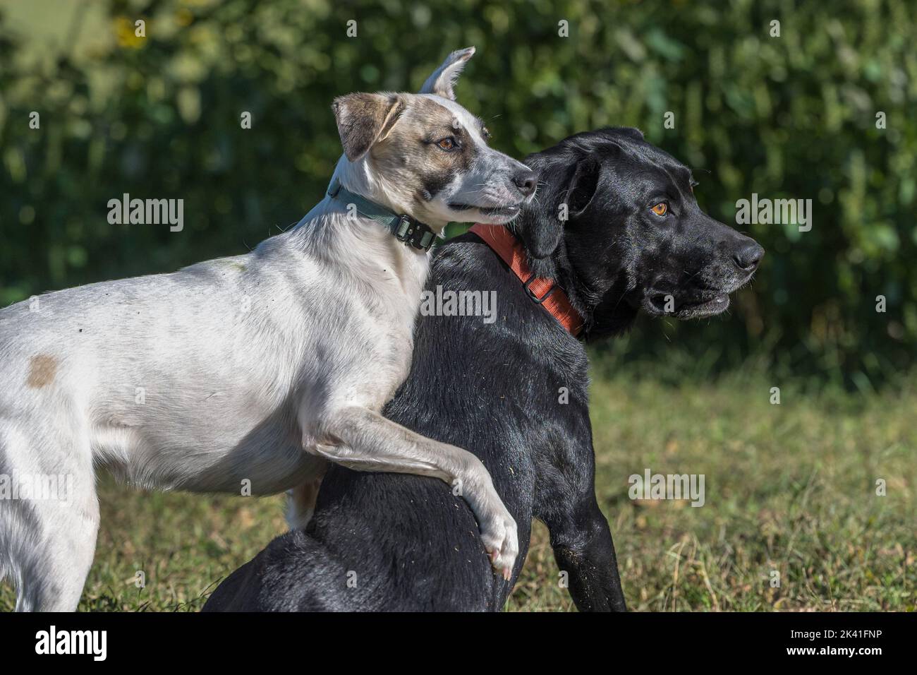 Two dogs playing Stock Photo - Alamy