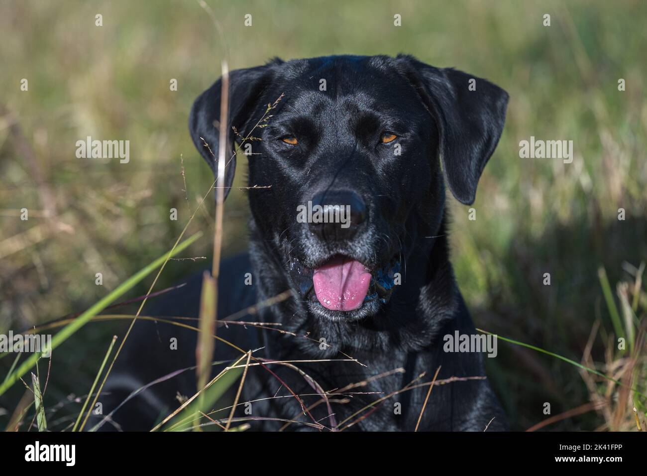 Dog sitting in field Stock Photo - Alamy