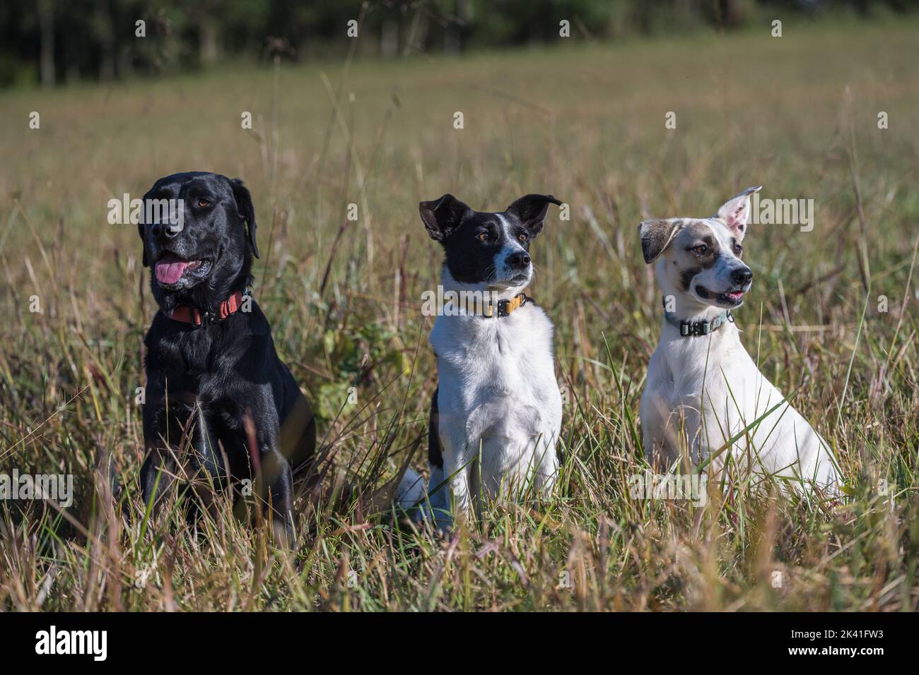 Mixed breed dog three adult dogs hi-res stock photography and images ...