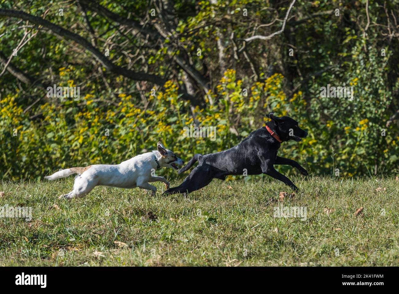 Two adult dogs running hi-res stock photography and images - Alamy