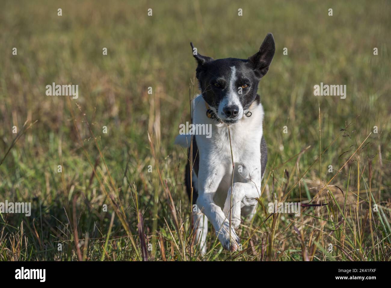 Dog running through a field Stock Photo - Alamy