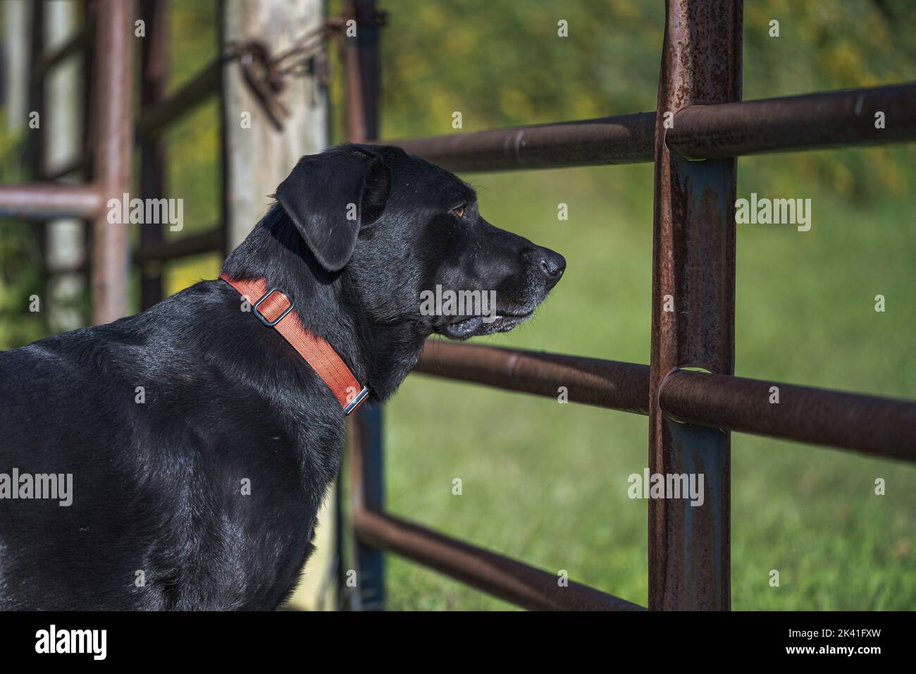 Cattle looking through gate hi-res stock photography and images - Alamy