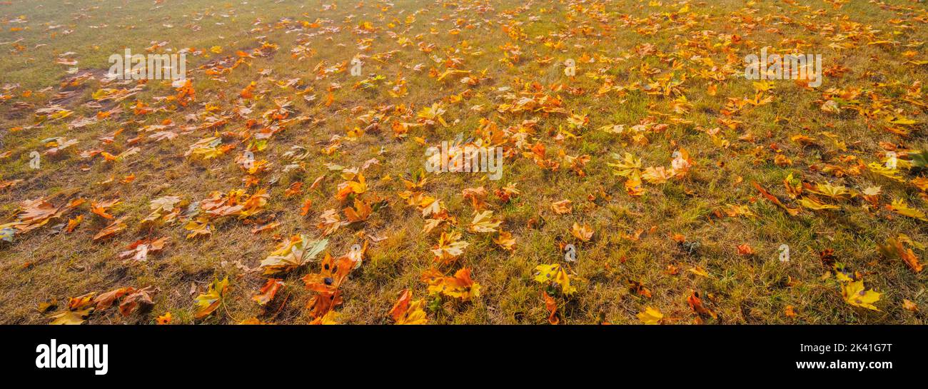 Natural background leaves yellow hi-res stock photography and images ...