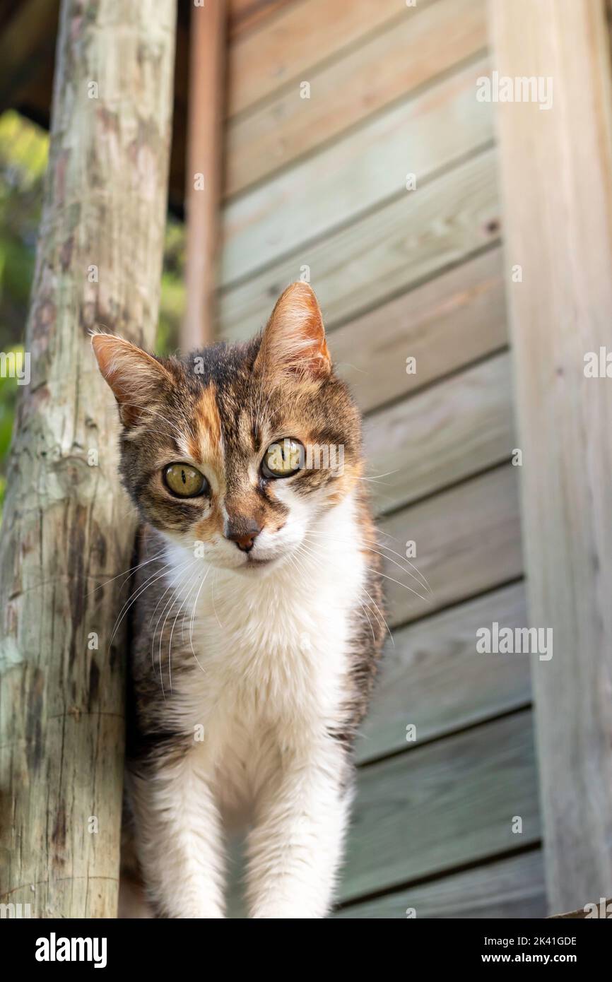 Vertical view of green eye cat standing staring and looking to camera ...