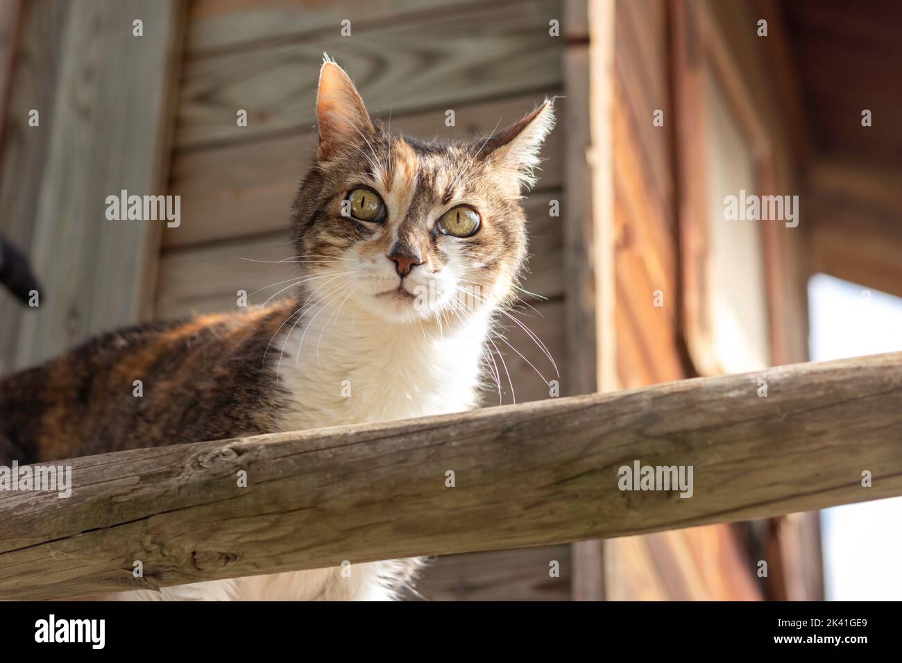 Low angle of wild scared cute white and brown cat with green eyes ...