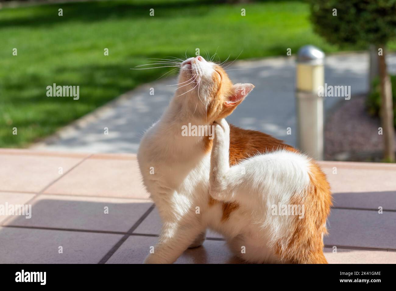 White and orange cat scratching the head with the back paw outdoors in ...