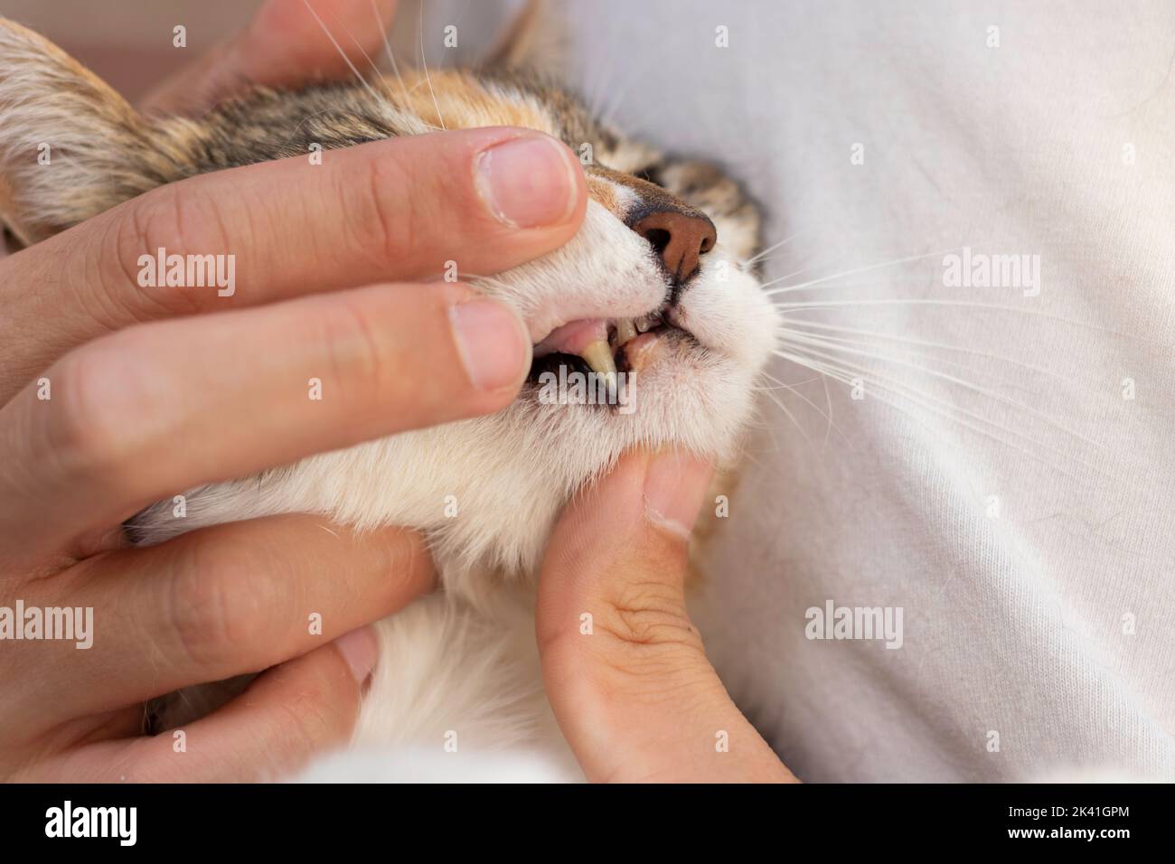 Hand of human veterinarian showing the teeth and tooth of adult ...