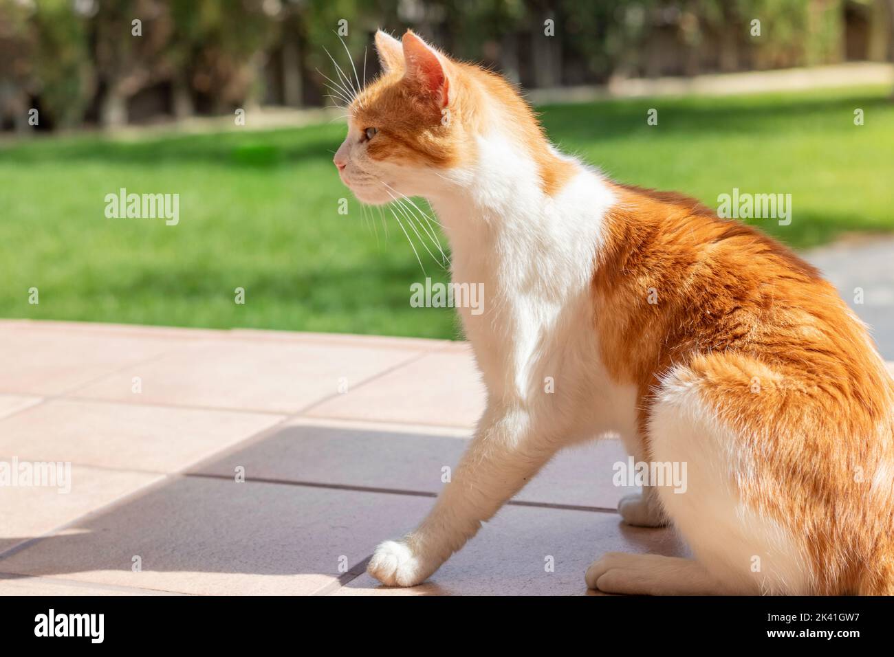 Side view of cat relaxed sitting in the outdoor area of a house Stock ...
