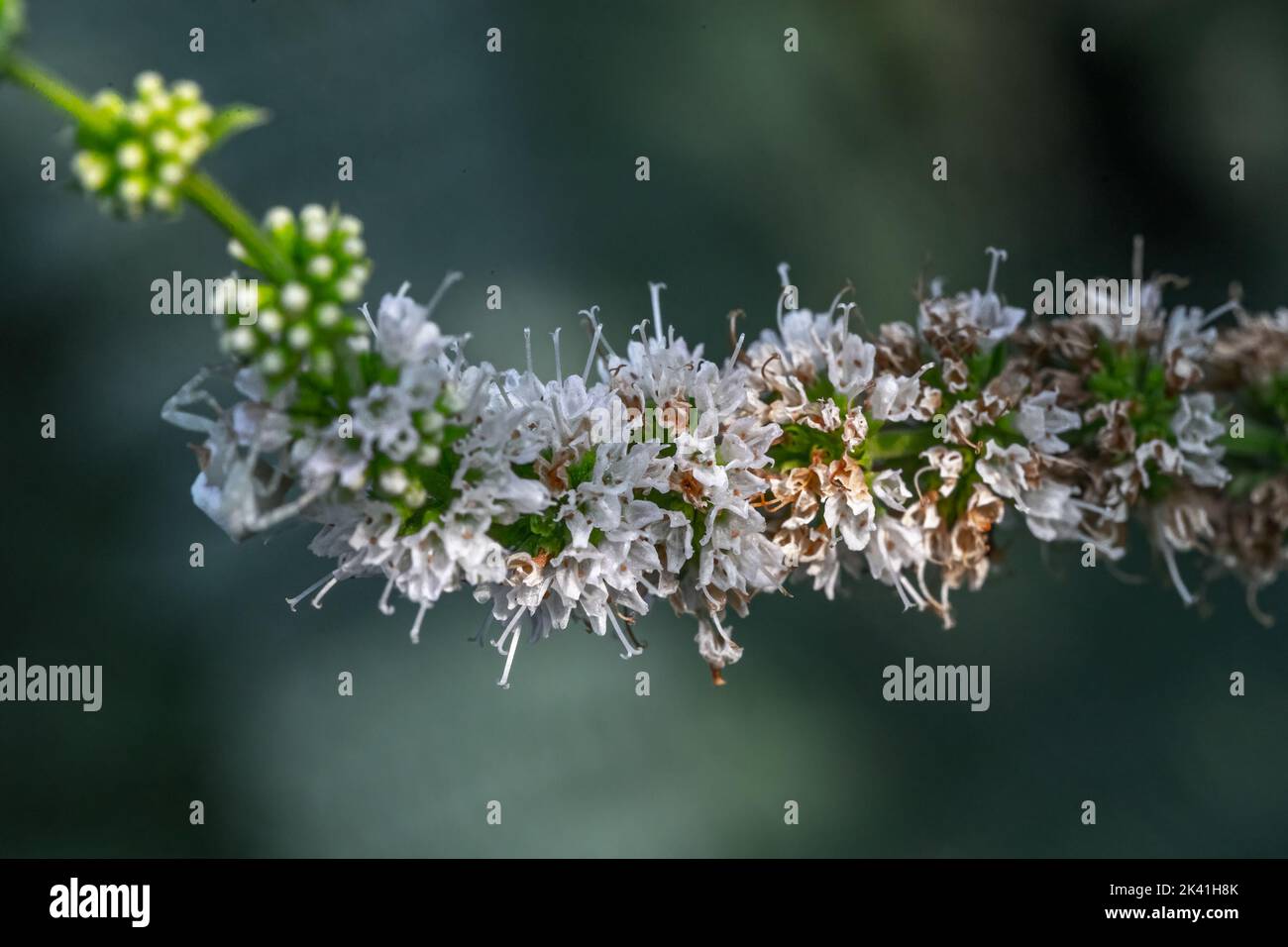 Flowers and bud on a mint plant in garden Stock Photo - Alamy