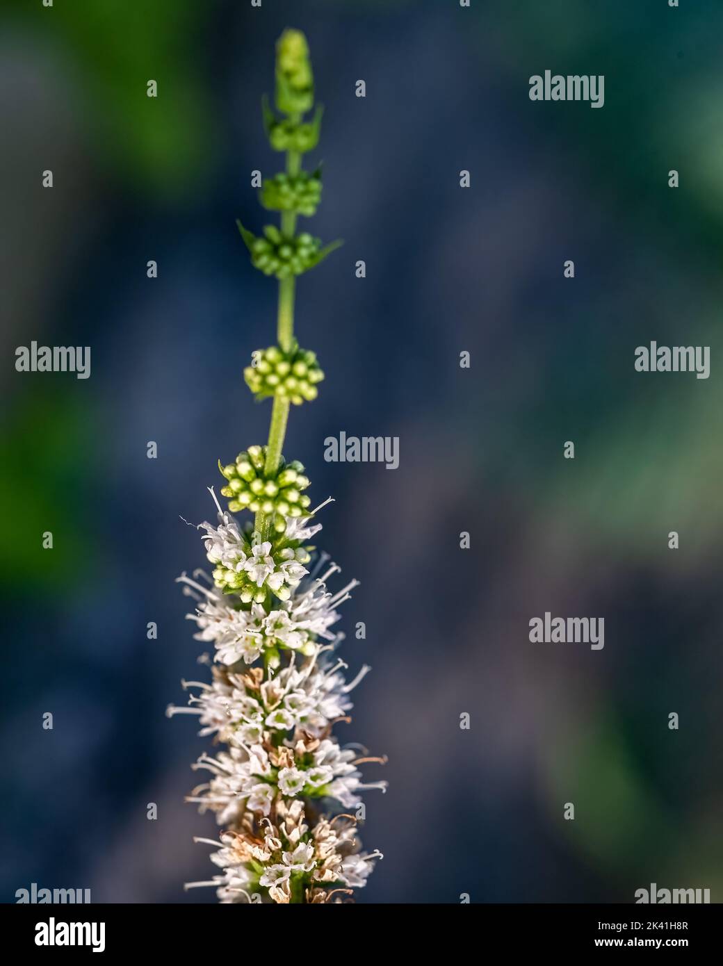 Buds and flowers of a mint plant in garden Stock Photo - Alamy