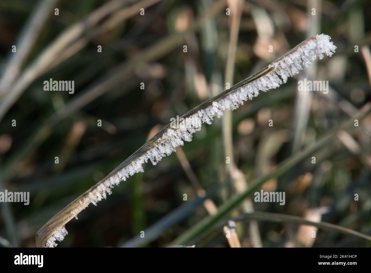 Cold Hard Hoarfrost on blades of grass Stock Photo - Alamy
