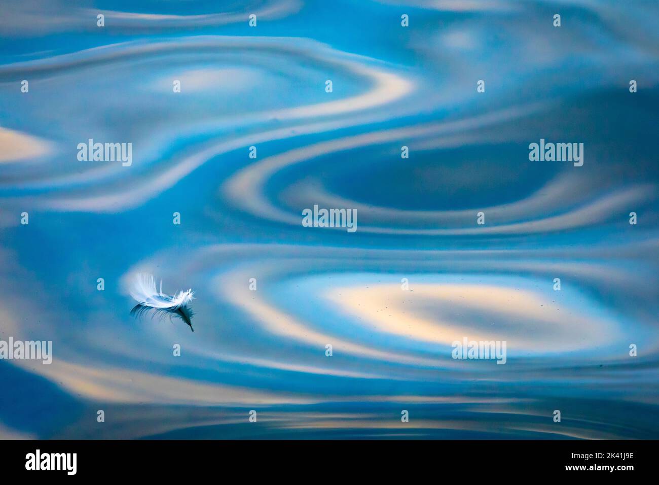 White feather floating on abstract patterns on water surface (delicate ...