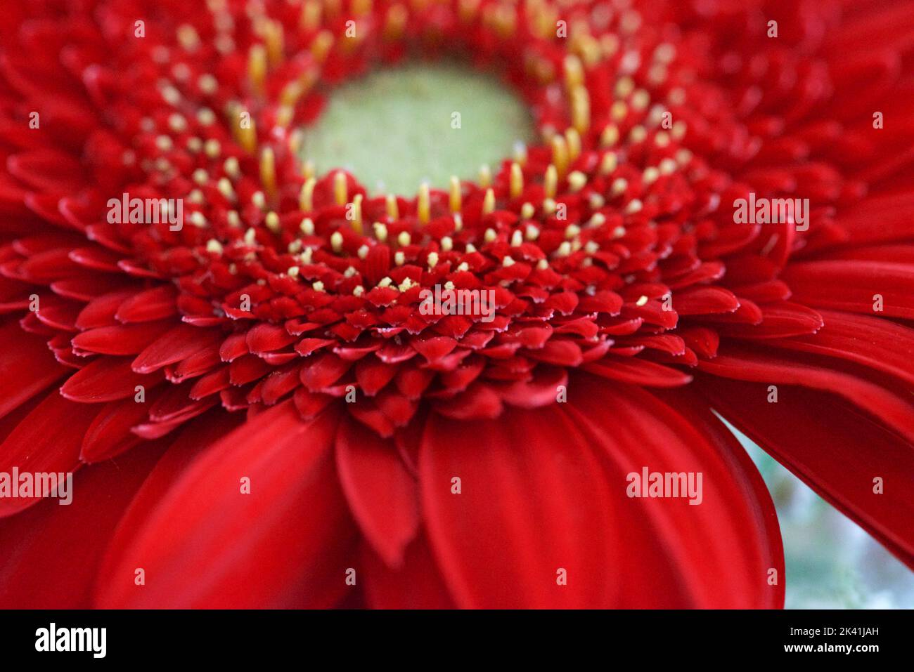 Red gerbera flower Stock Photo - Alamy