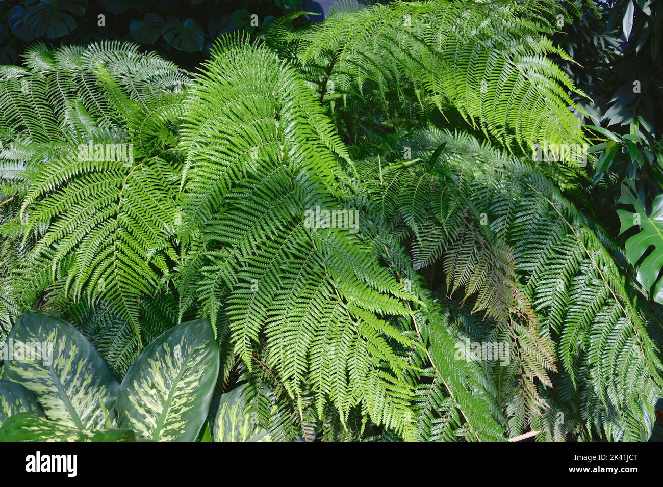 A frame filling shot of a random and messy crop of ferns is a forest ...
