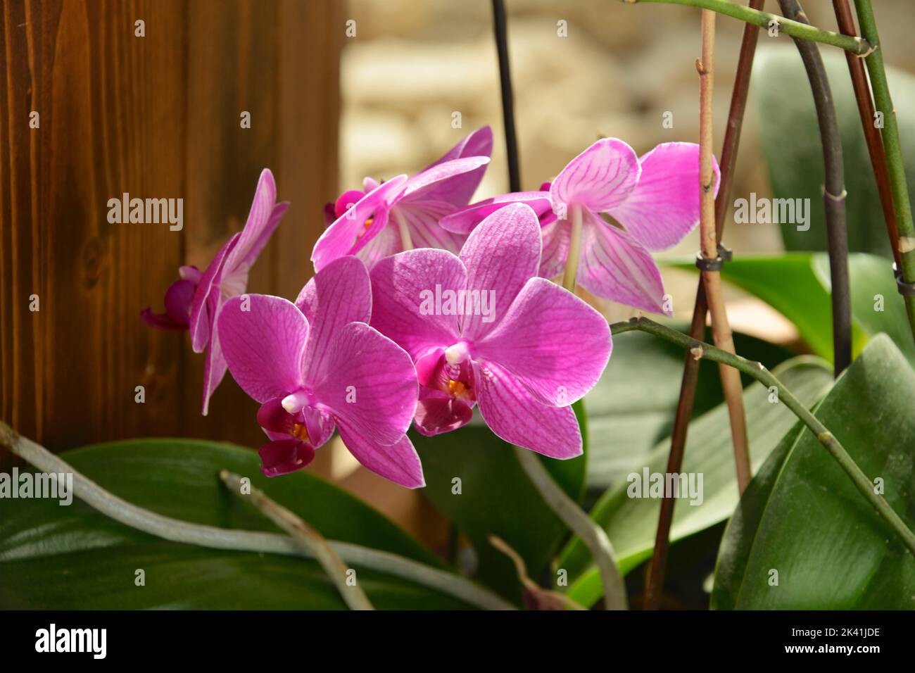 Orchids or orchids are flowering plants that are the most diverse group ...