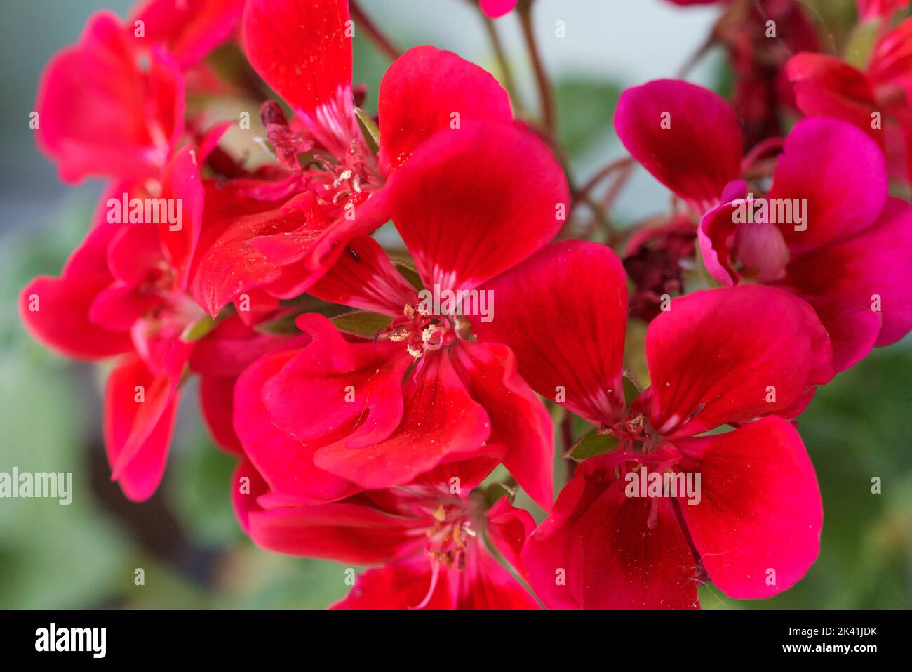 Lips scarlet as the petals of a flower Stock Photo - Alamy
