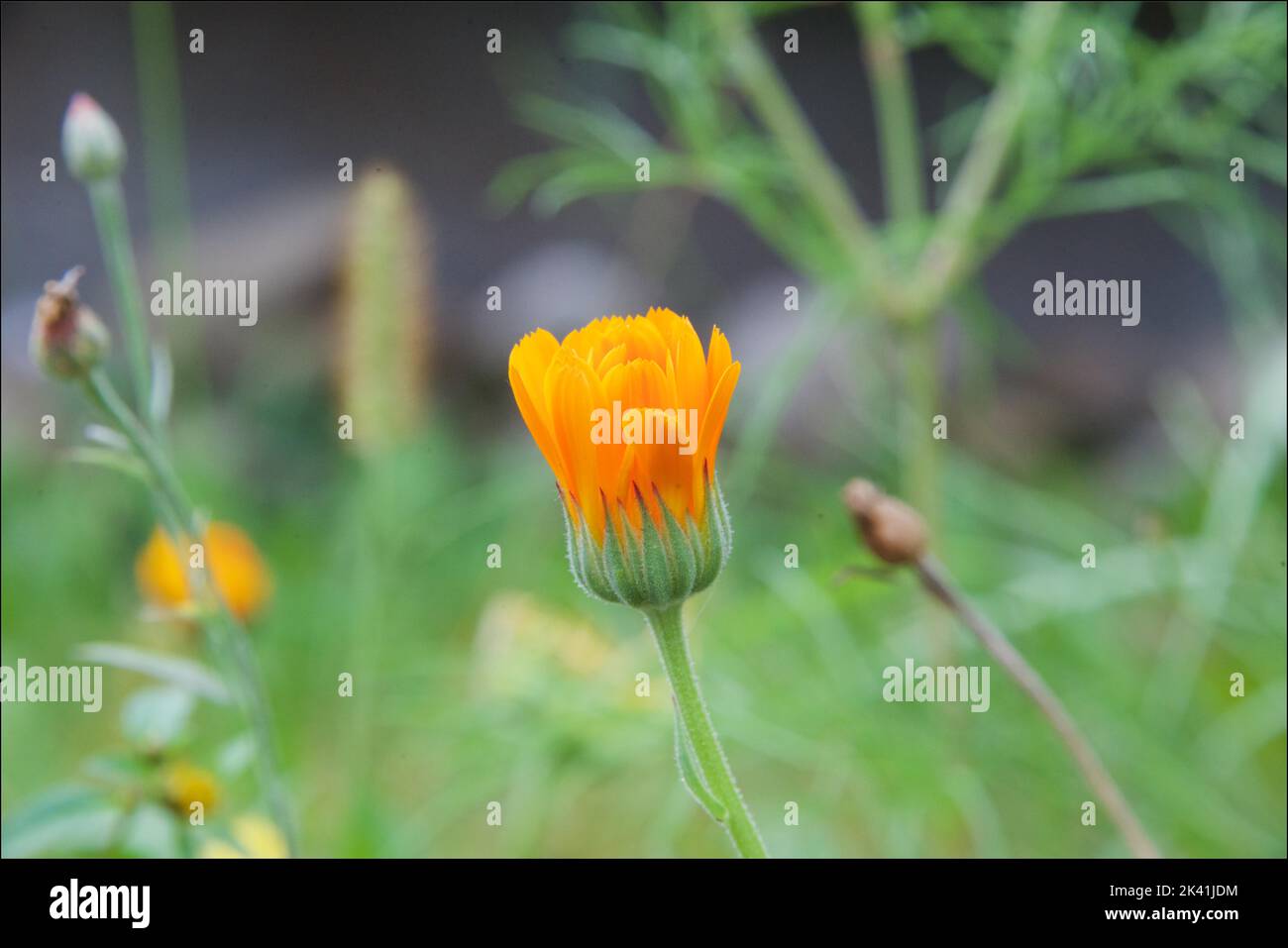 Marigold flower field sun light hi-res stock photography and images - Alamy