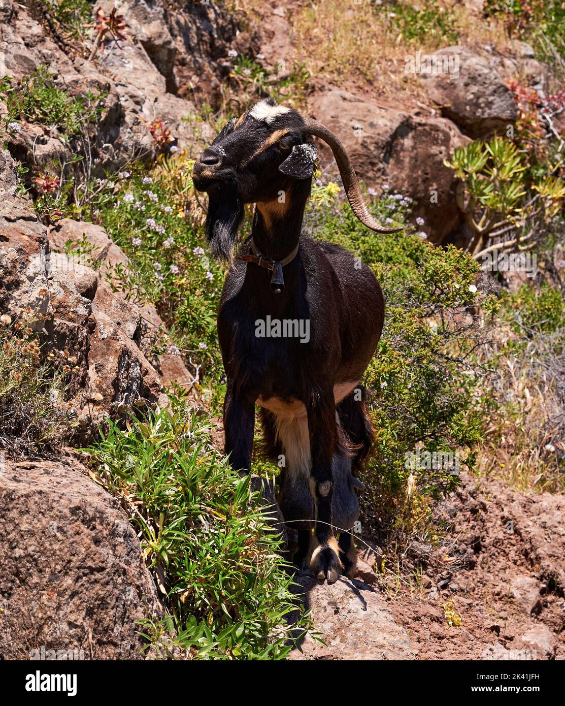 Canary goats hi-res stock photography and images - Alamy