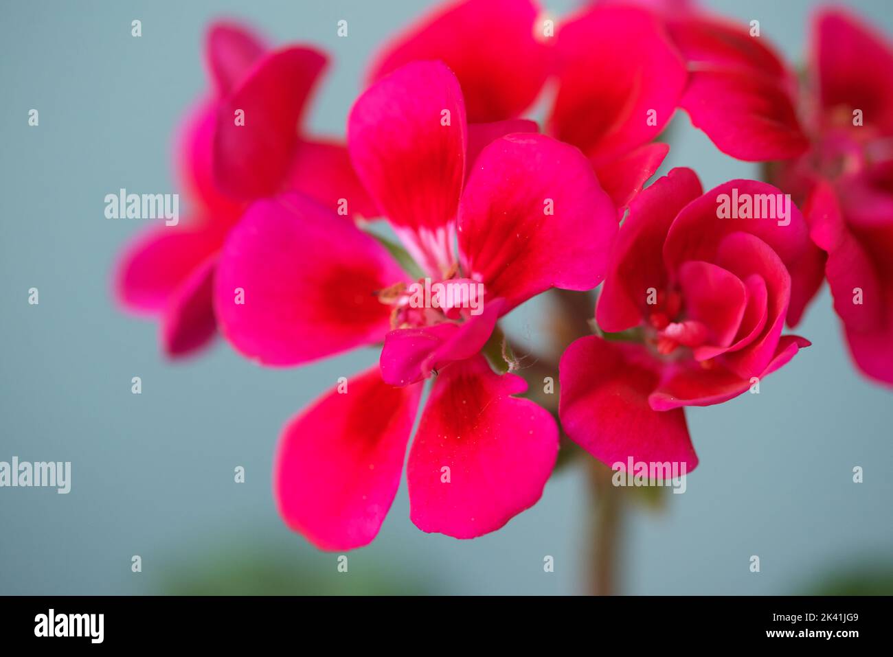 Geranium (Scientific name: Pelargonium Stock Photo - Alamy