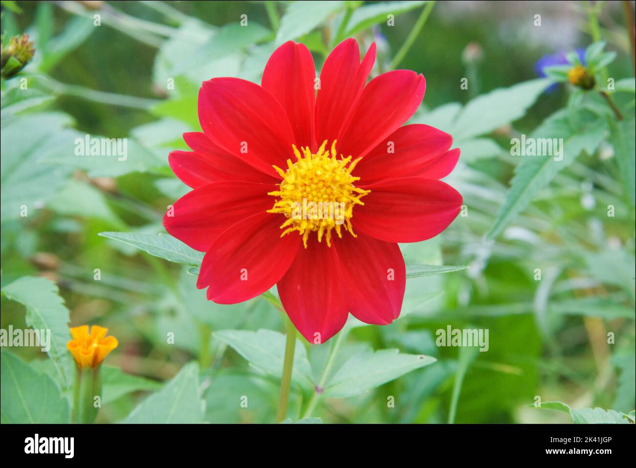Moulin rouge thailand hi-res stock photography and images - Alamy