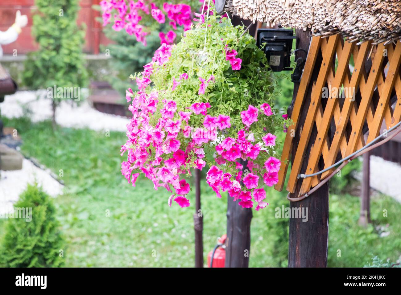 Pretty pink flowers in hanging basket Stock Photo - Alamy