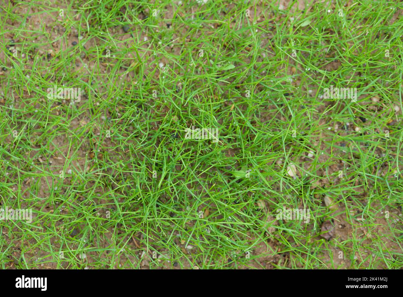 Beautiful green grass texture Stock Photo - Alamy