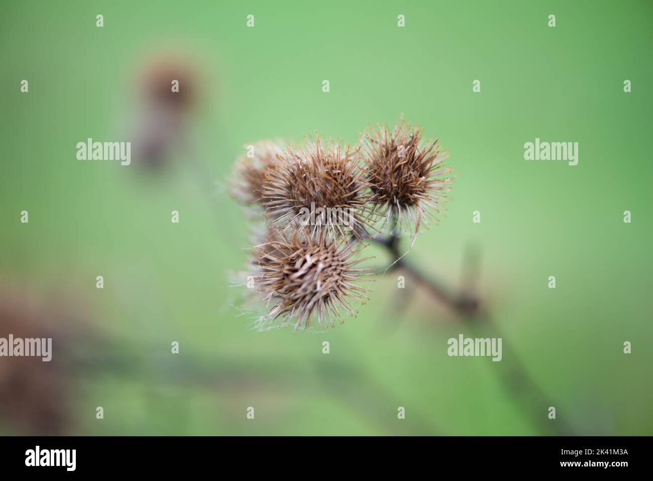 Dried thistle in winter hi-res stock photography and images - Alamy
