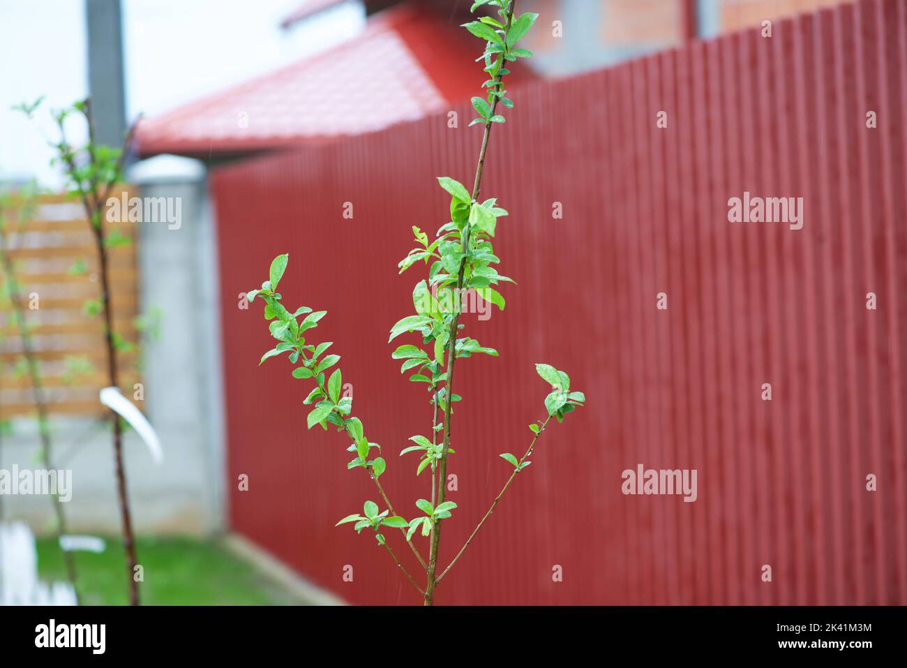 Branch of bush with leaf buds close up Stock Photo - Alamy