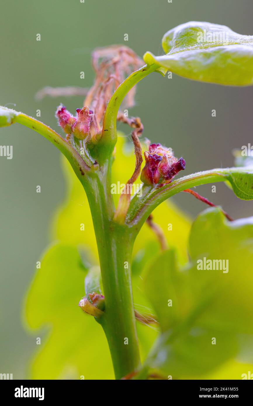 Female flowers of Quercus petraea Stock Photo - Alamy