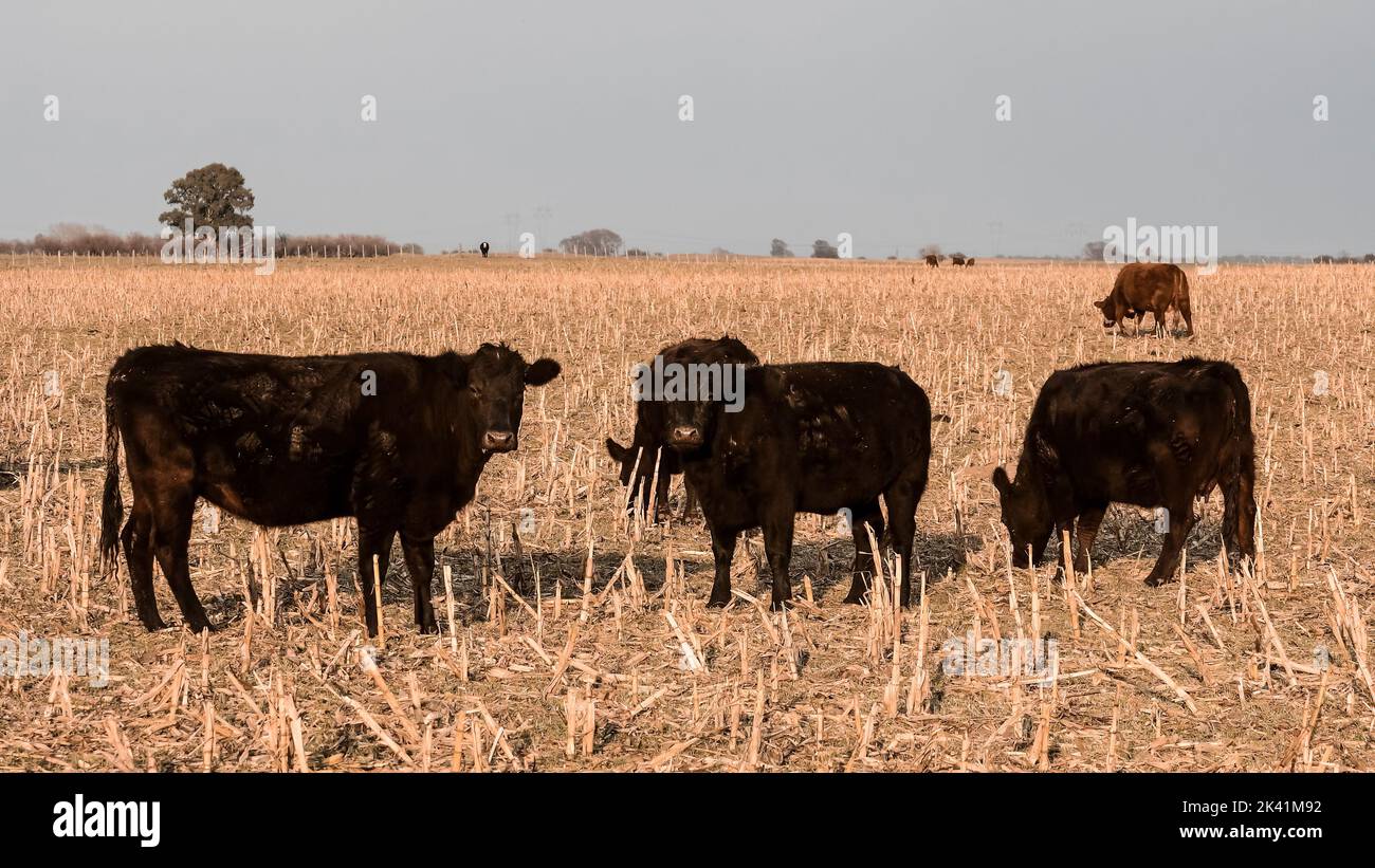 Cows raised with natural pastures, meat production in the Argentine ...
