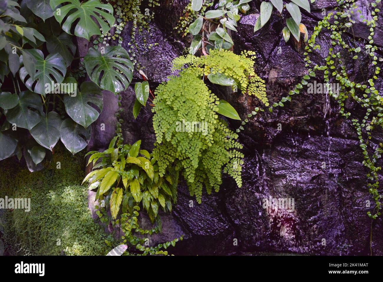 Wall fern gardening hi-res stock photography and images - Alamy