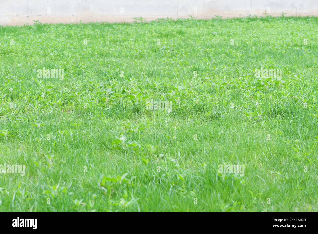 Perspective green grass texture background, Natural background Stock ...