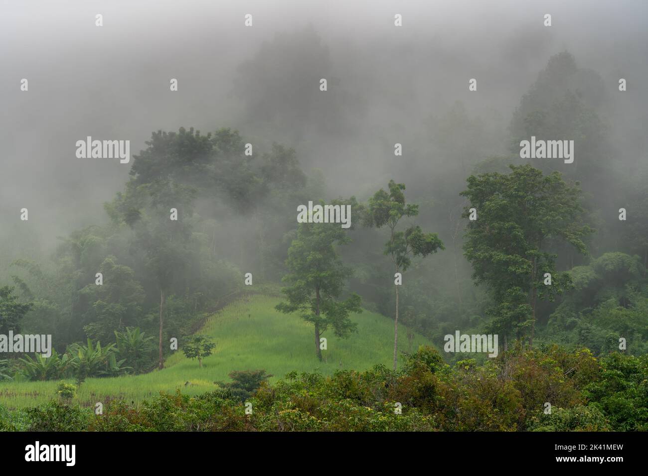 Scenic tropical mountain landscape with fog on forest during monsoon ...