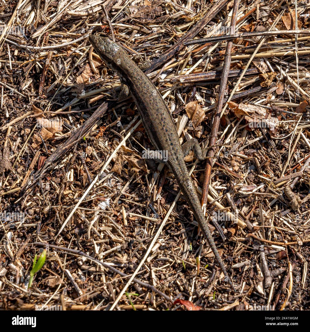 View of a lizard camouflaged in the dry grass Stock Photo - Alamy