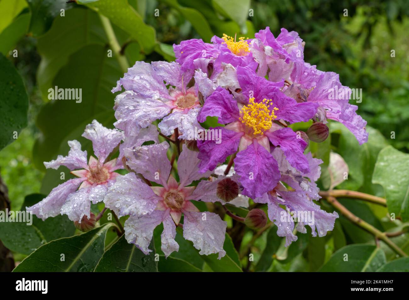 Closeup view of colorful cluster of flowers of lagerstroemia speciosa ...
