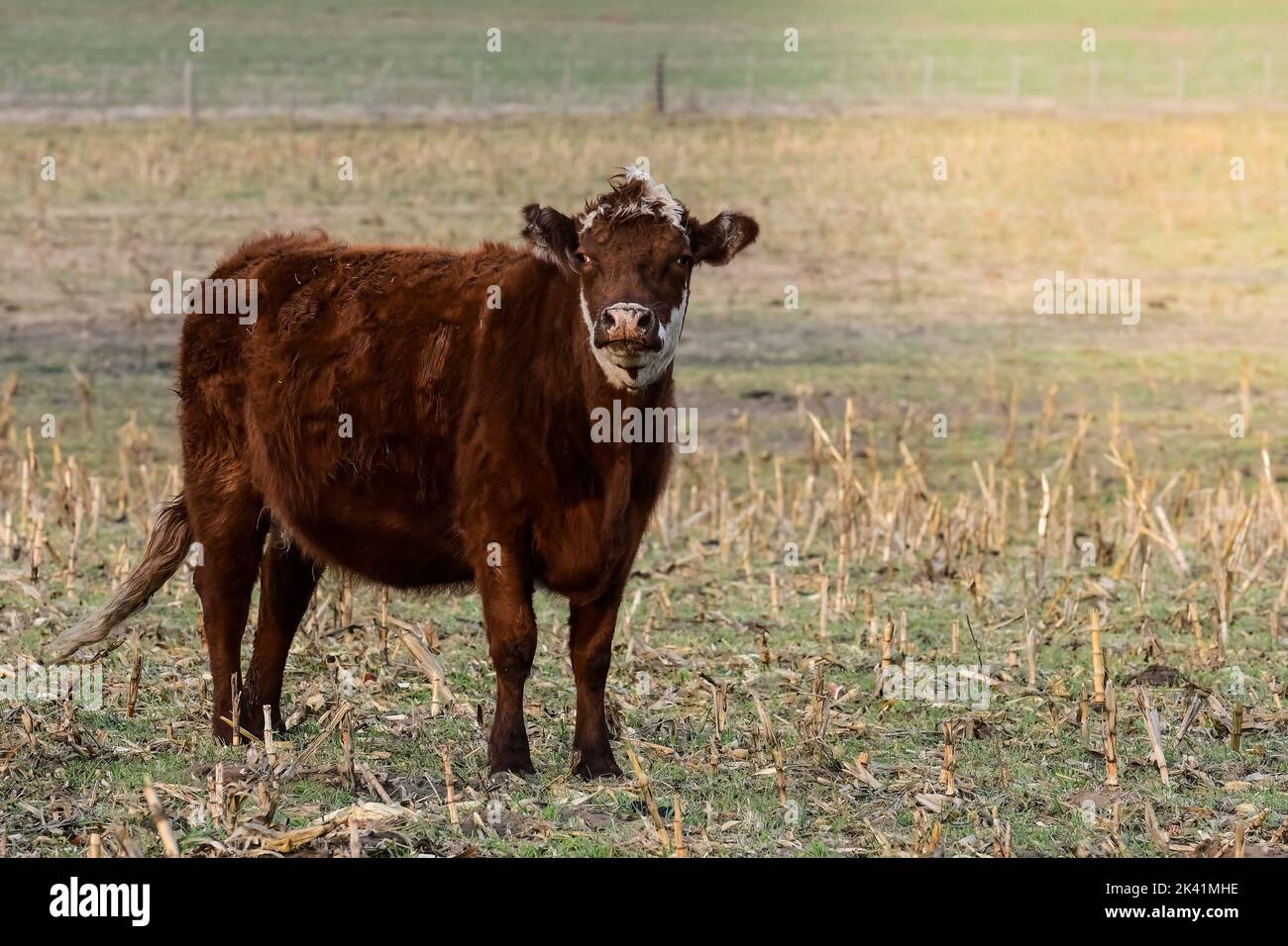 Cows raised with natural pastures, meat production in the Argentine ...