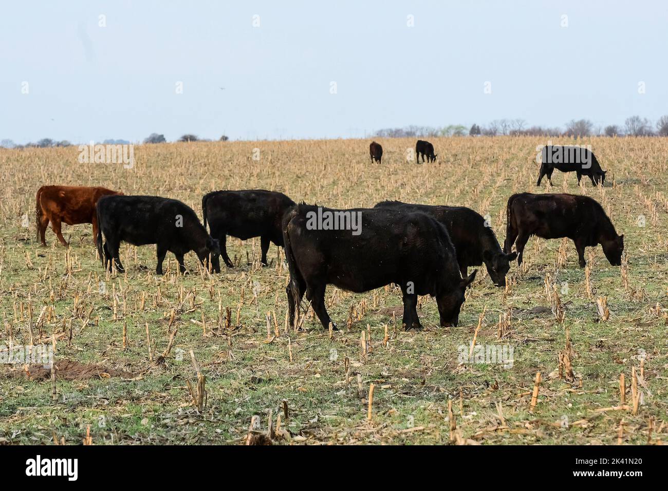 Cows raised with natural pastures, meat production in the Argentine ...