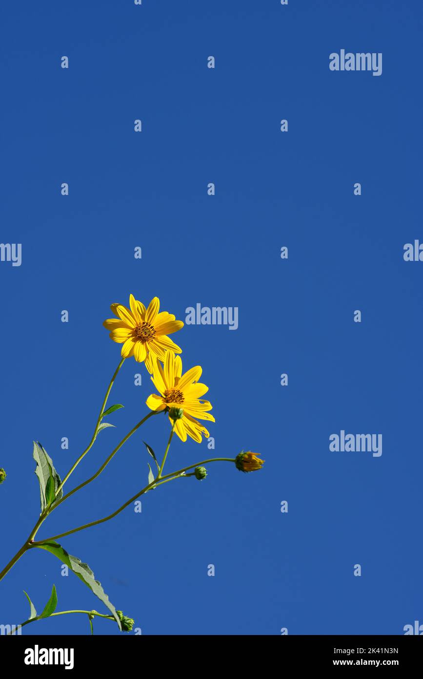 Flowers details of Jerusalem artichoke, Helianthus tuberosus, unroot ...