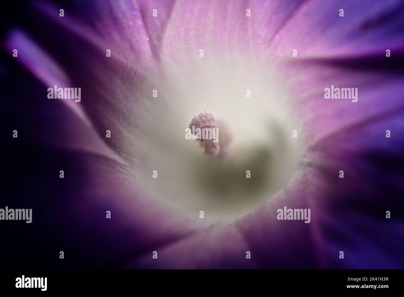 Macro detail of inside parts of Ipomoea flower, morning glory, water ...