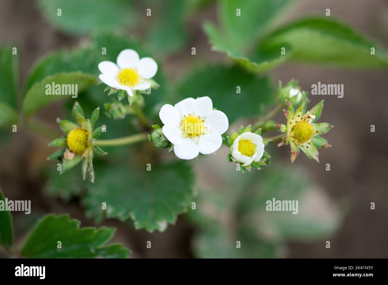 Strawberry flowers in nature Stock Photo - Alamy