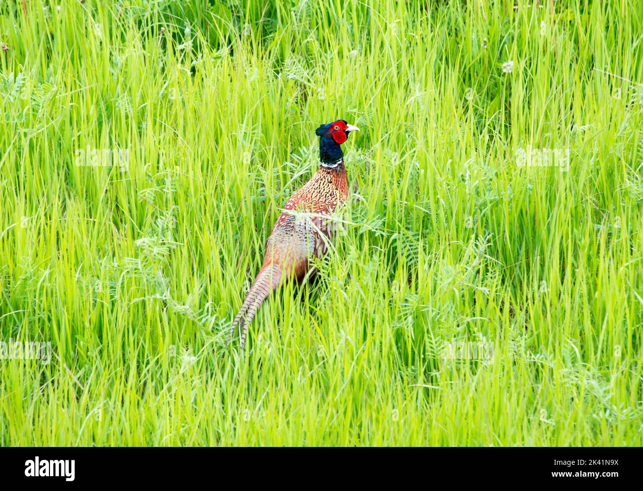 Pheasant hidding in the green grass Stock Photo - Alamy
