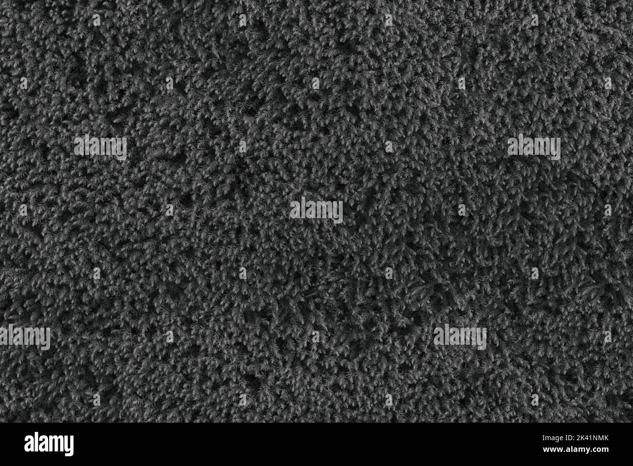 Black and white moss texture Stock Photo - Alamy