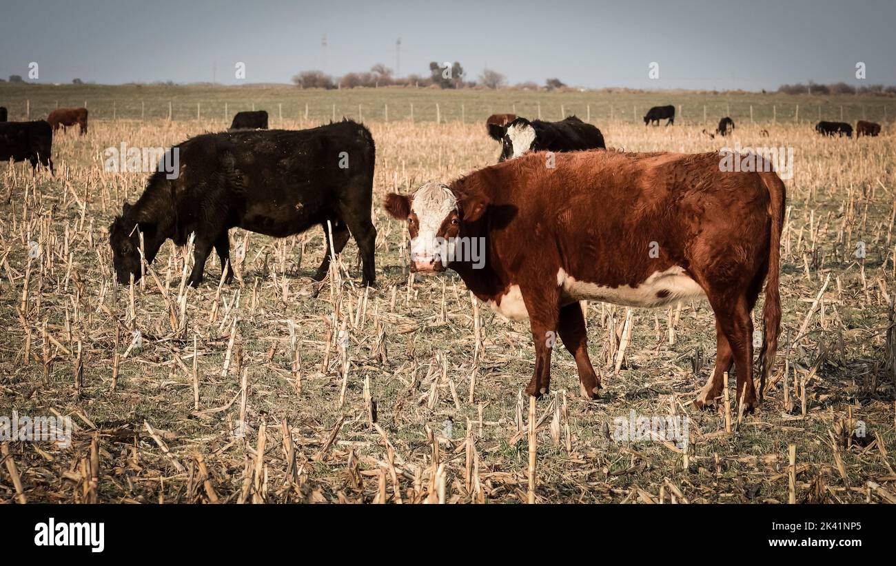Cows raised with natural pastures, meat production in the Argentine ...