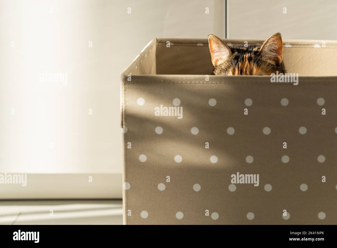 Cute funny cat sits and hides in box at home, peeking out, only ears ...