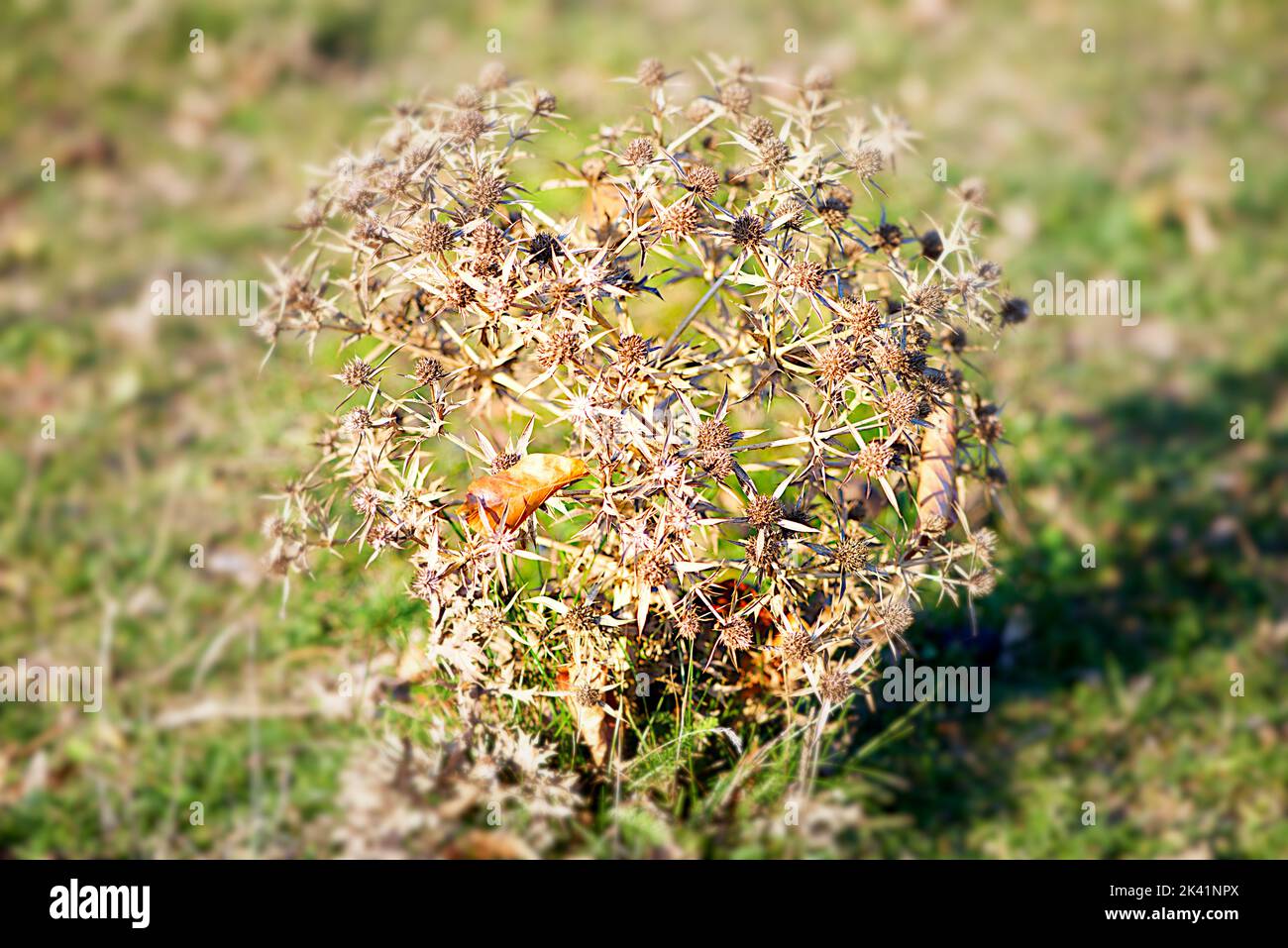 Bush with long thorns Stock Photo - Alamy