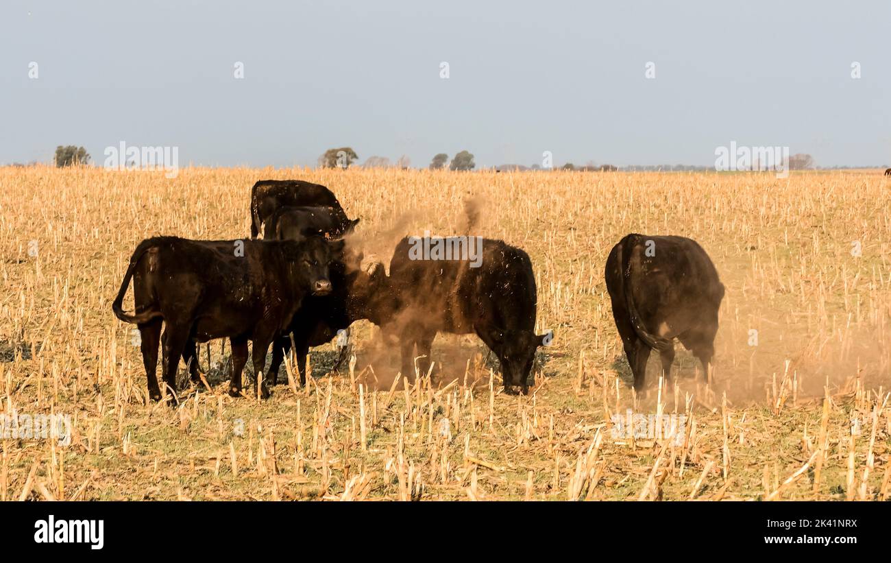 Cows raised with natural pastures, meat production in the Argentine ...