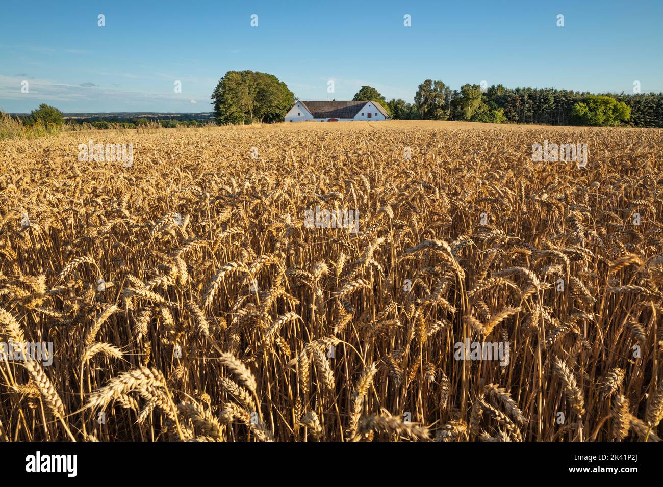 Golden wheat field with danish barn in background on sunny afternoon ...