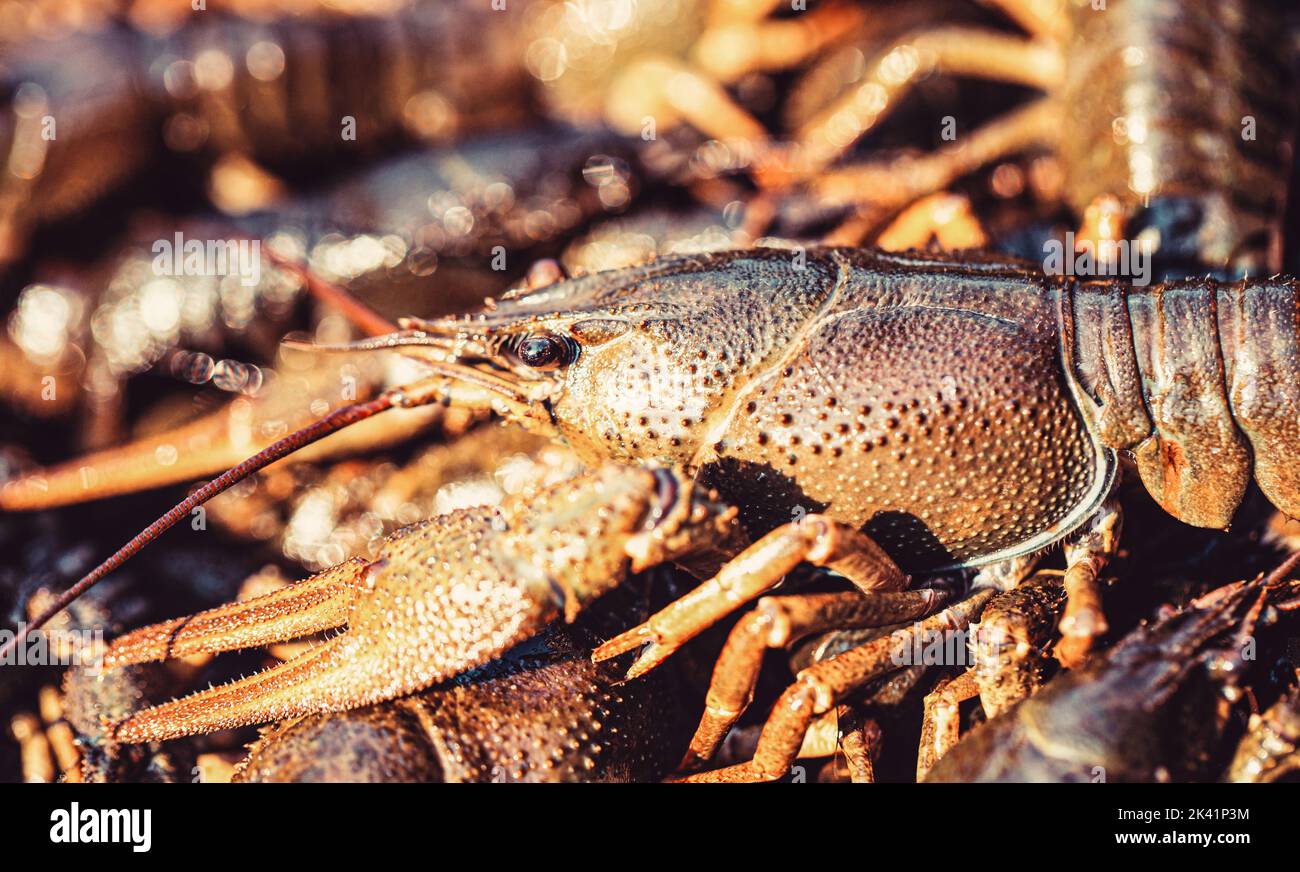 Cancers on the background of crayfish. Large lobster. One large river ...