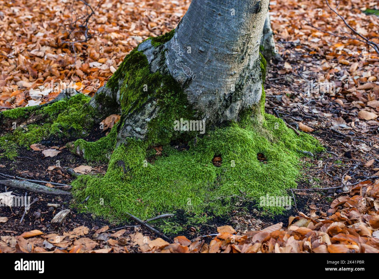 Tree roots with moss Stock Photo - Alamy