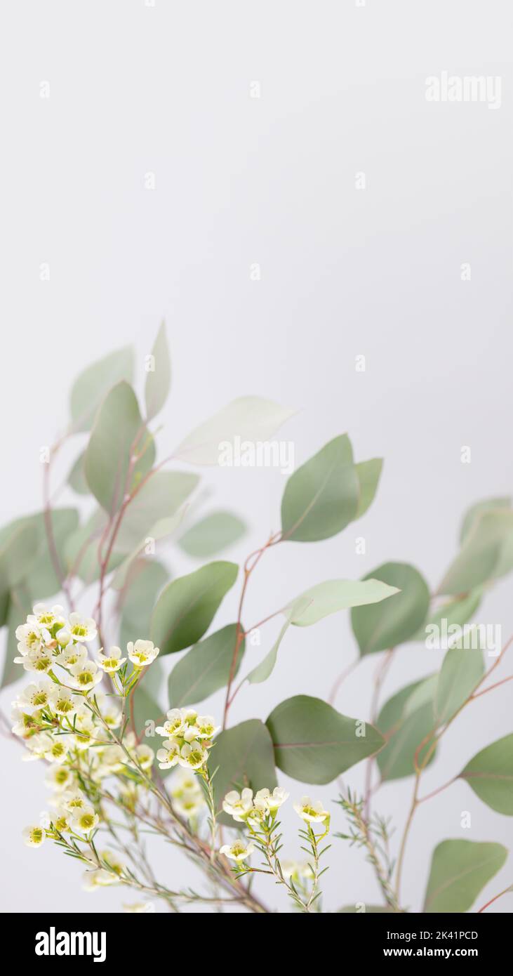 Spring flower vertical composition with sprig with green leaves and ...